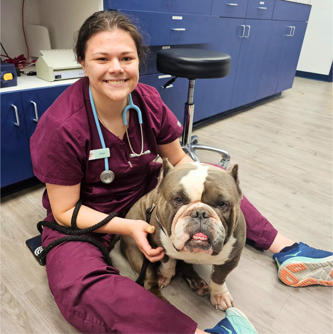 Payment Options For Veterinary Care | WAG Vet